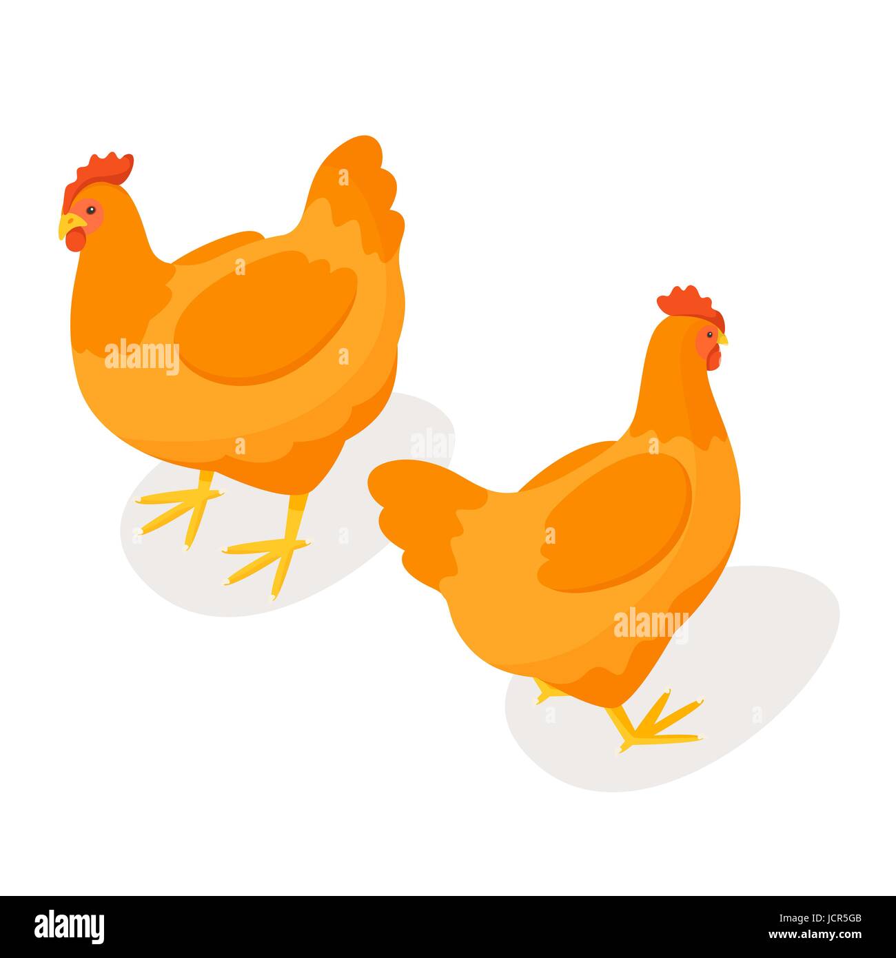 Isometric 3d vector illustration of chicken. Back and front view. Icon ...