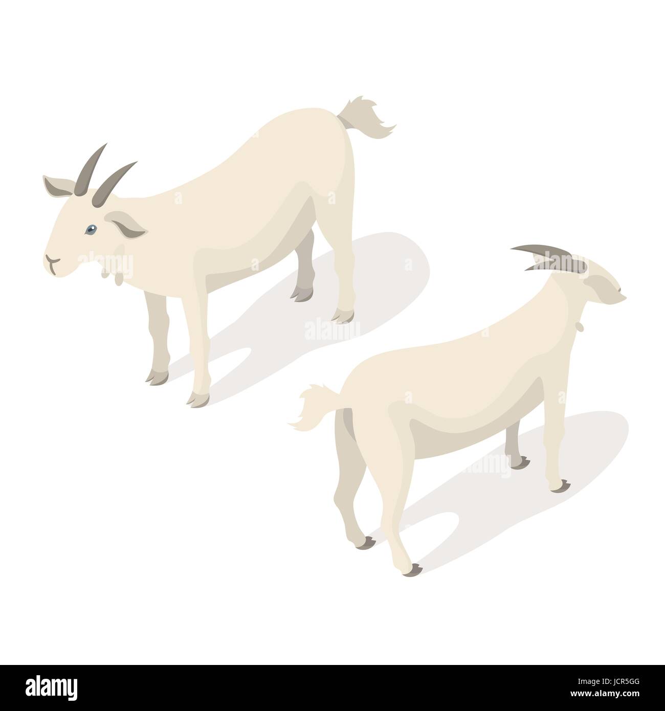 Isometric 3d vector illustration of white goat. Back and front view ...