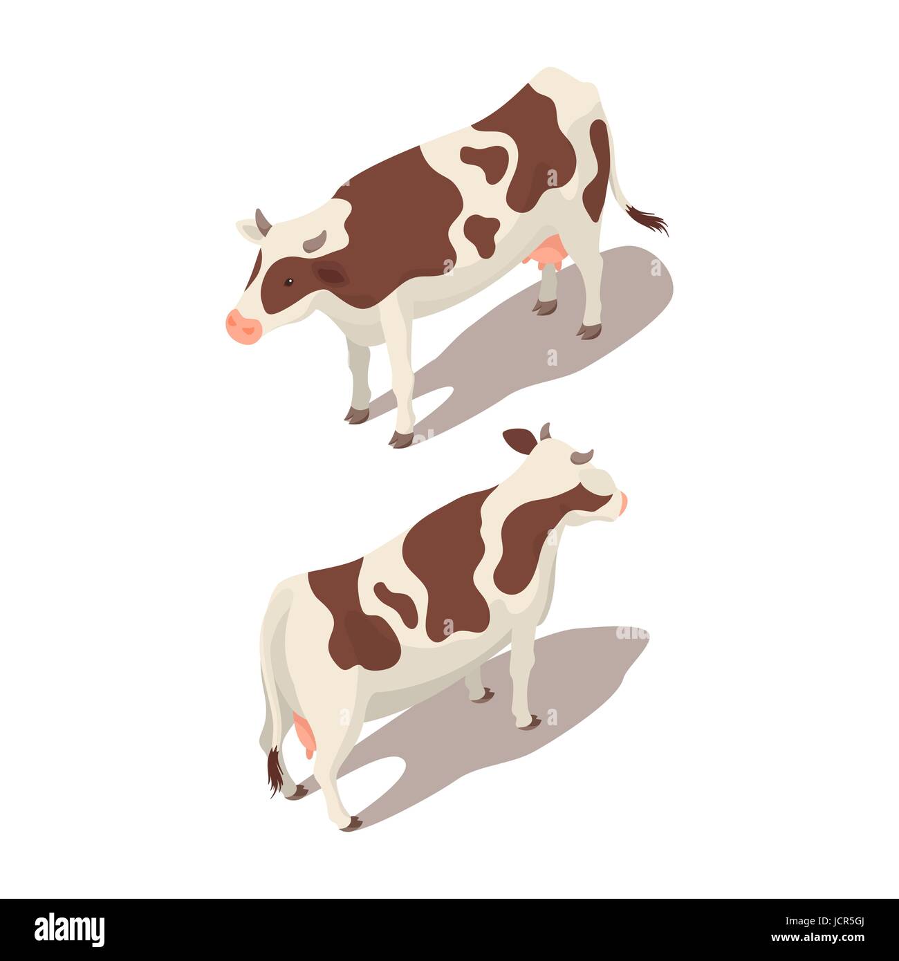Isometric 3d vector illustration of cow. Back and front view Stock ...