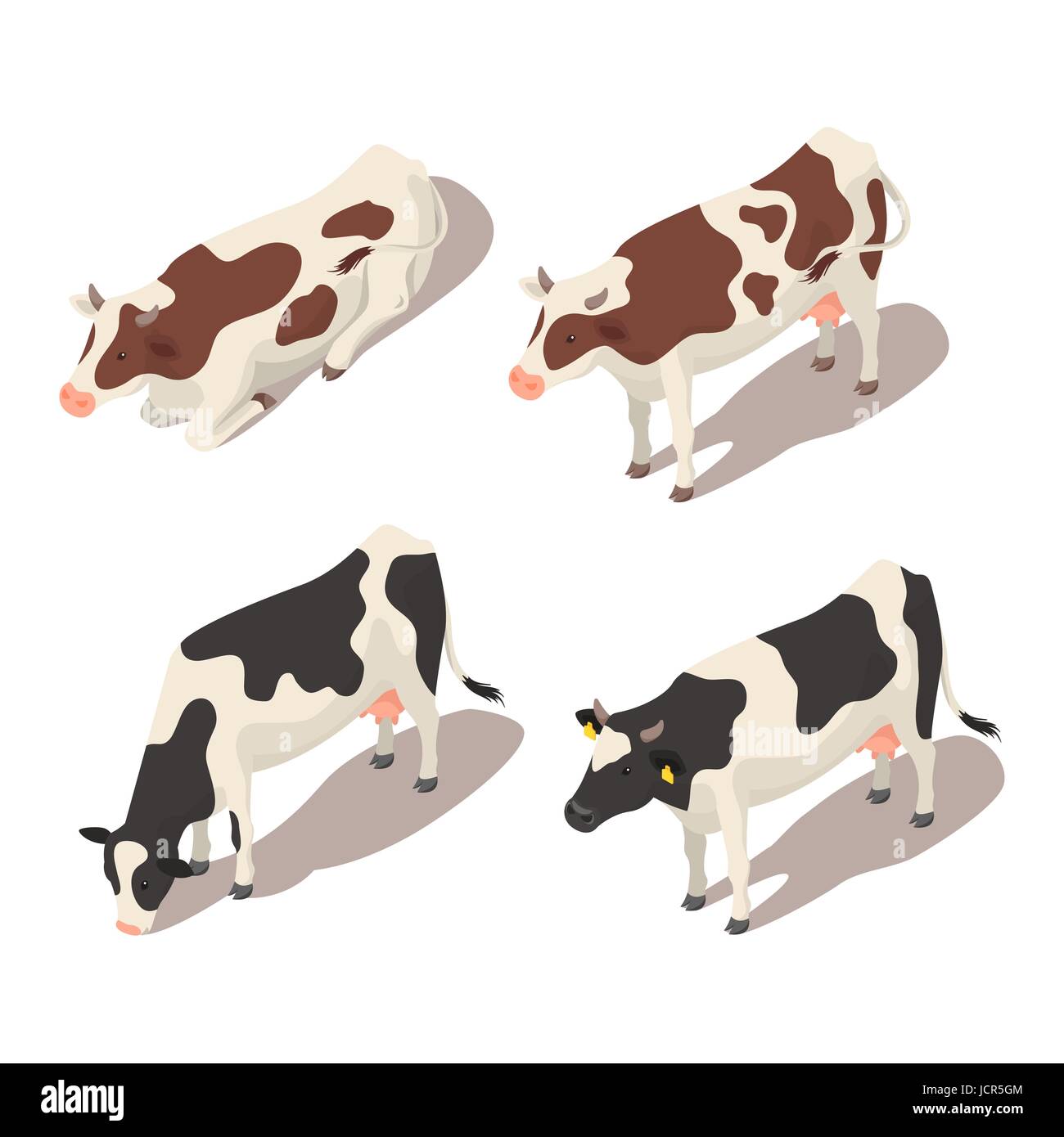 Isometric 3d vector set of cows. Icon for web. Isolated on white ...