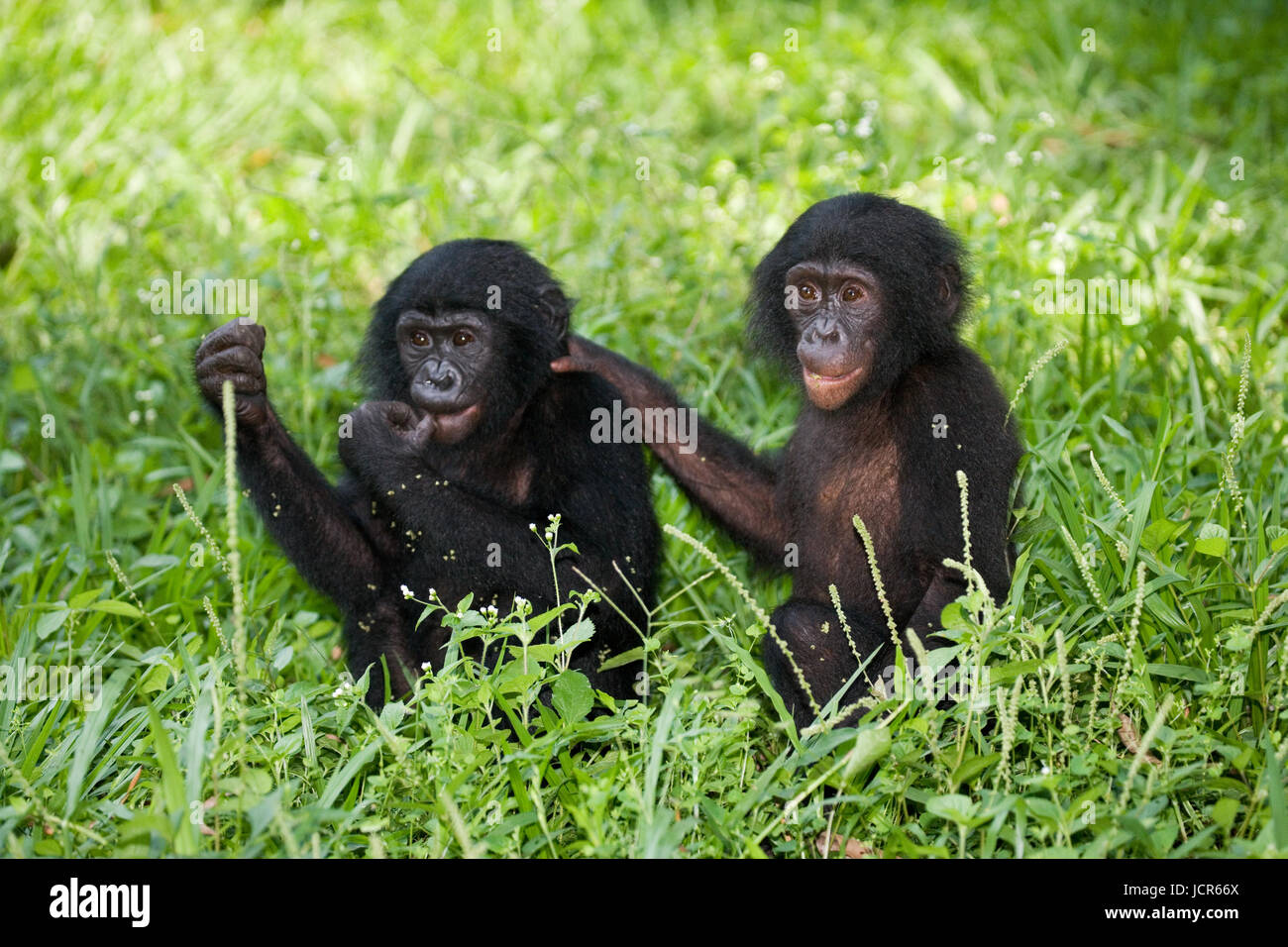 Two baby Bonobo sitting on the grass. Democratic Republic of Congo ...