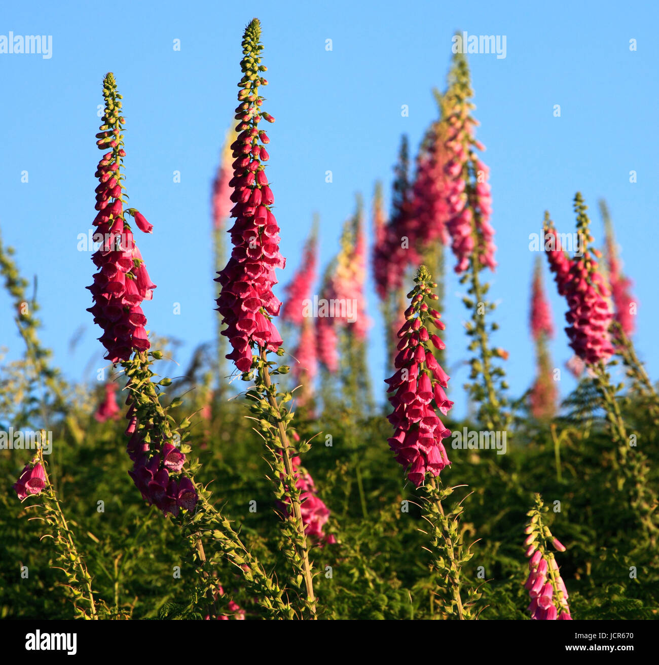 Wild foxgloves uk hi-res stock photography and images - Alamy