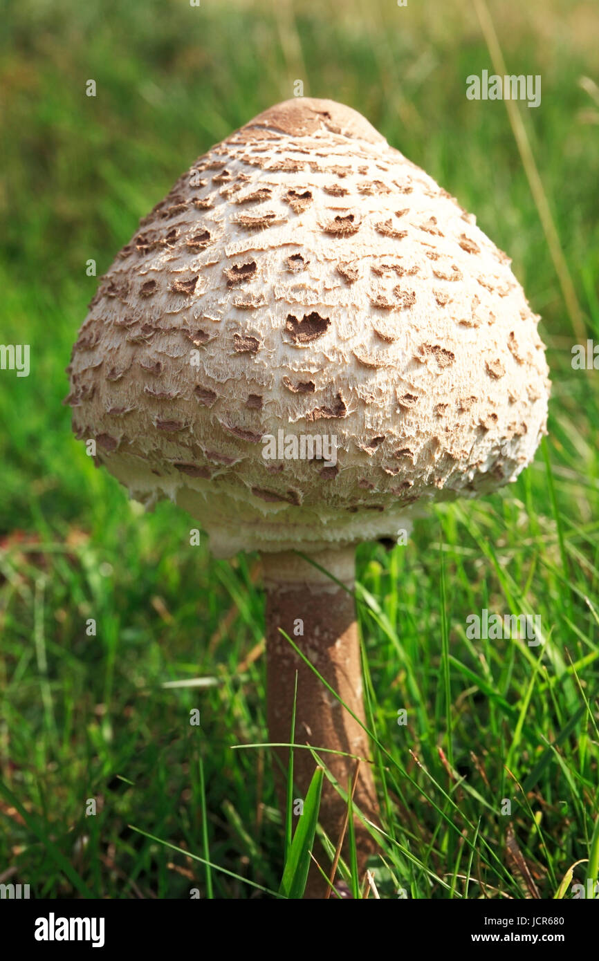 Puffballs spores hi-res stock photography and images - Alamy
