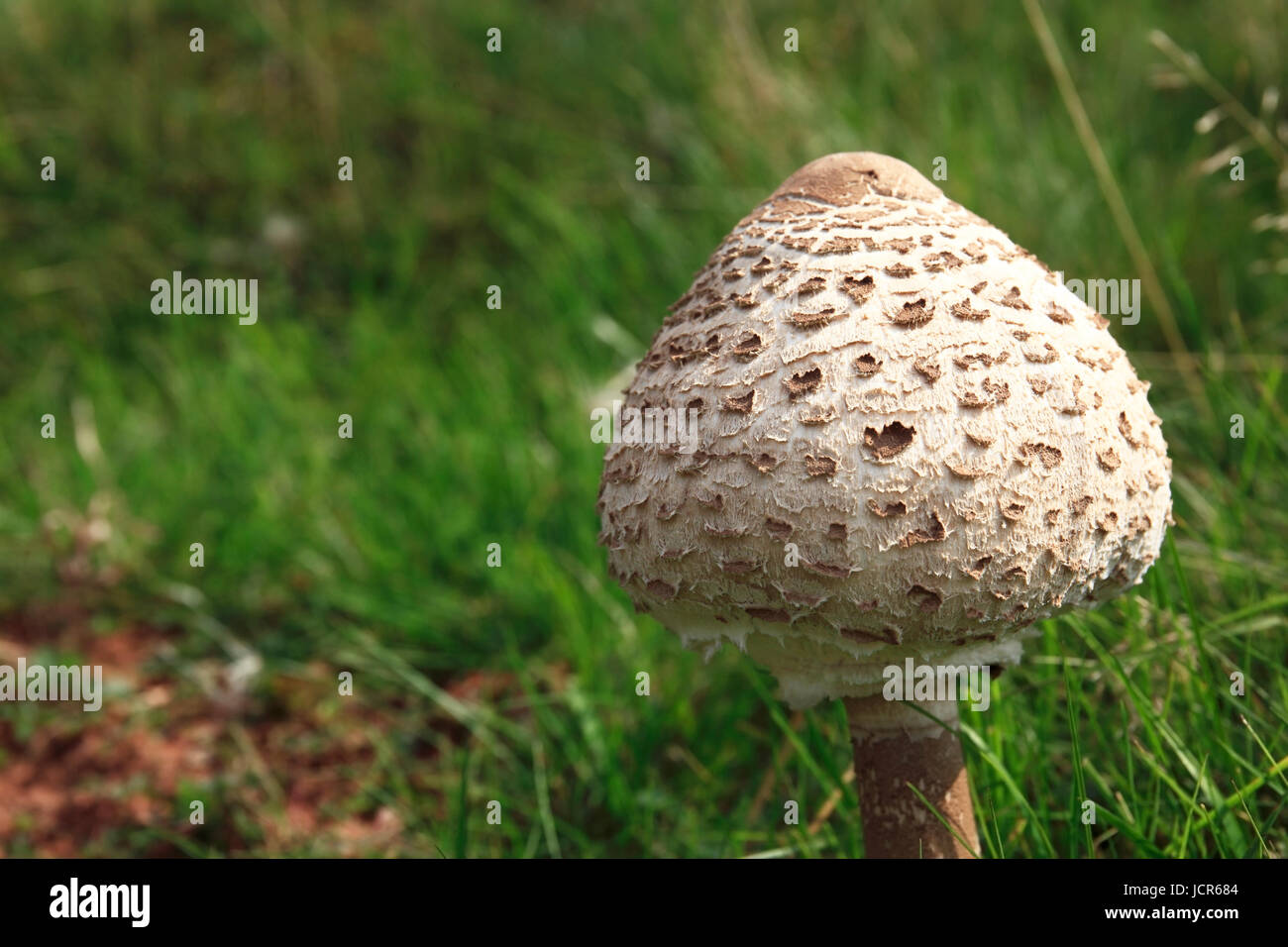 Toadstool - Fungi, Shropshire, England, Europe Stock Photo - Alamy