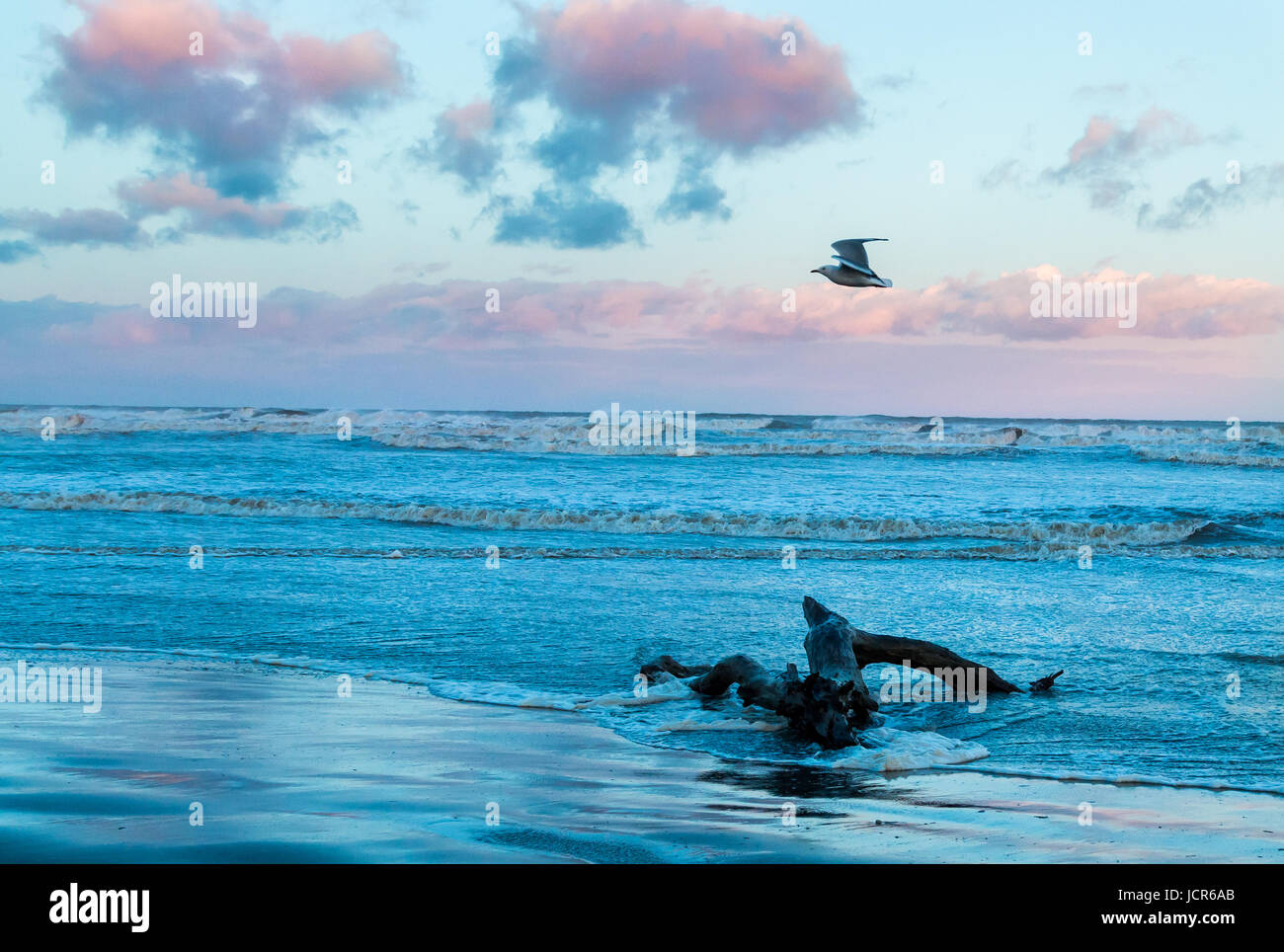 Foxton Beach with dawn light in the sky, as a seagull has a morning ...