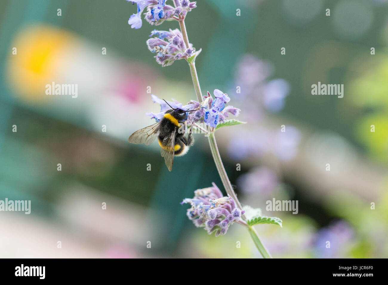 A white tailed bumble bee on a catmint flower in a garden in the UK ...