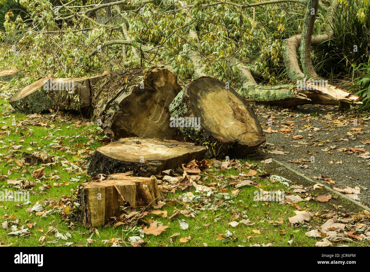 Garden tree that has fallen over and ringed ready to be split for fire ...
