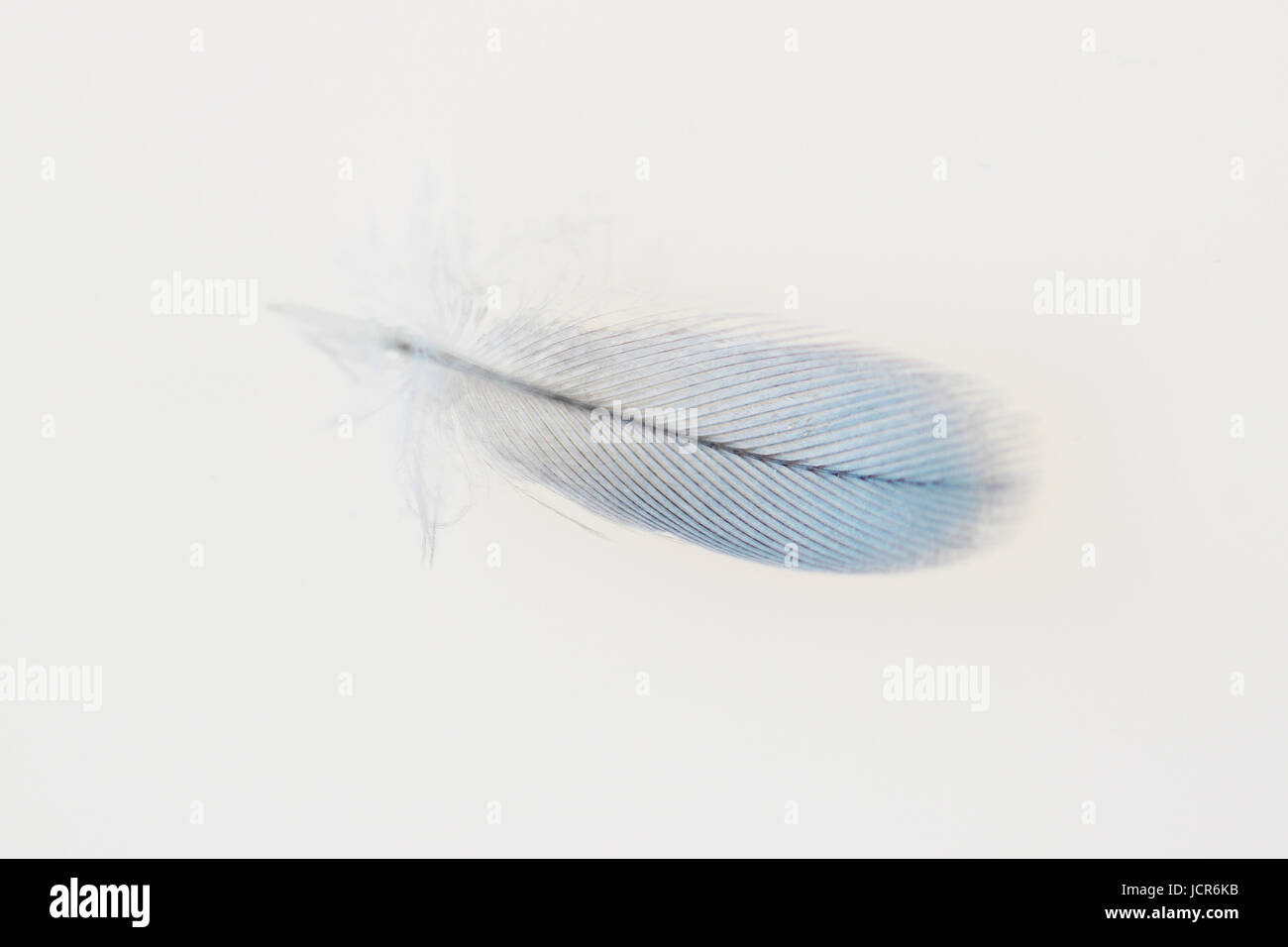 Small passerine feather of bird on a white background. macro Stock ...
