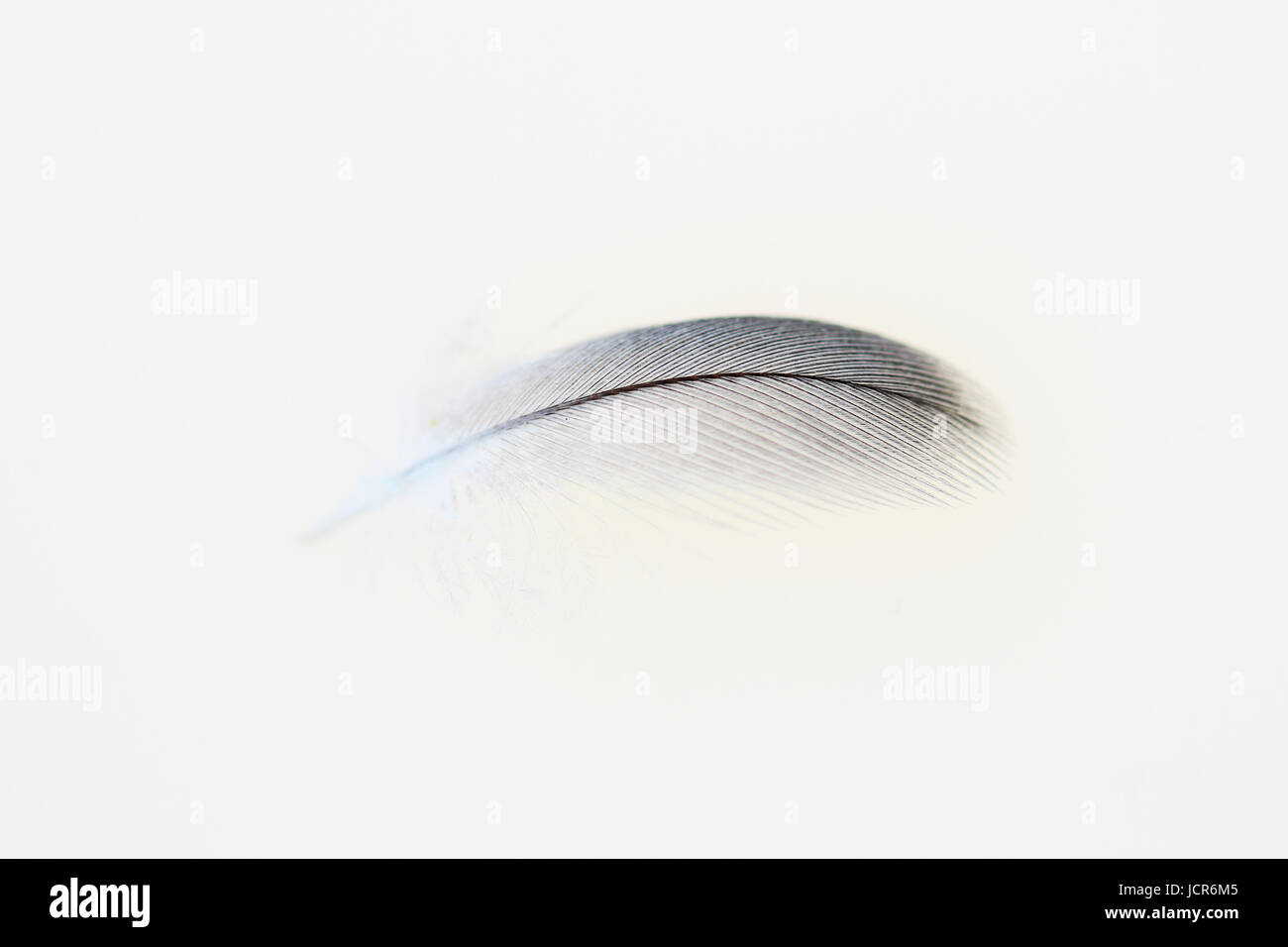 Small passerine feather of bird on a white background. macro Stock ...