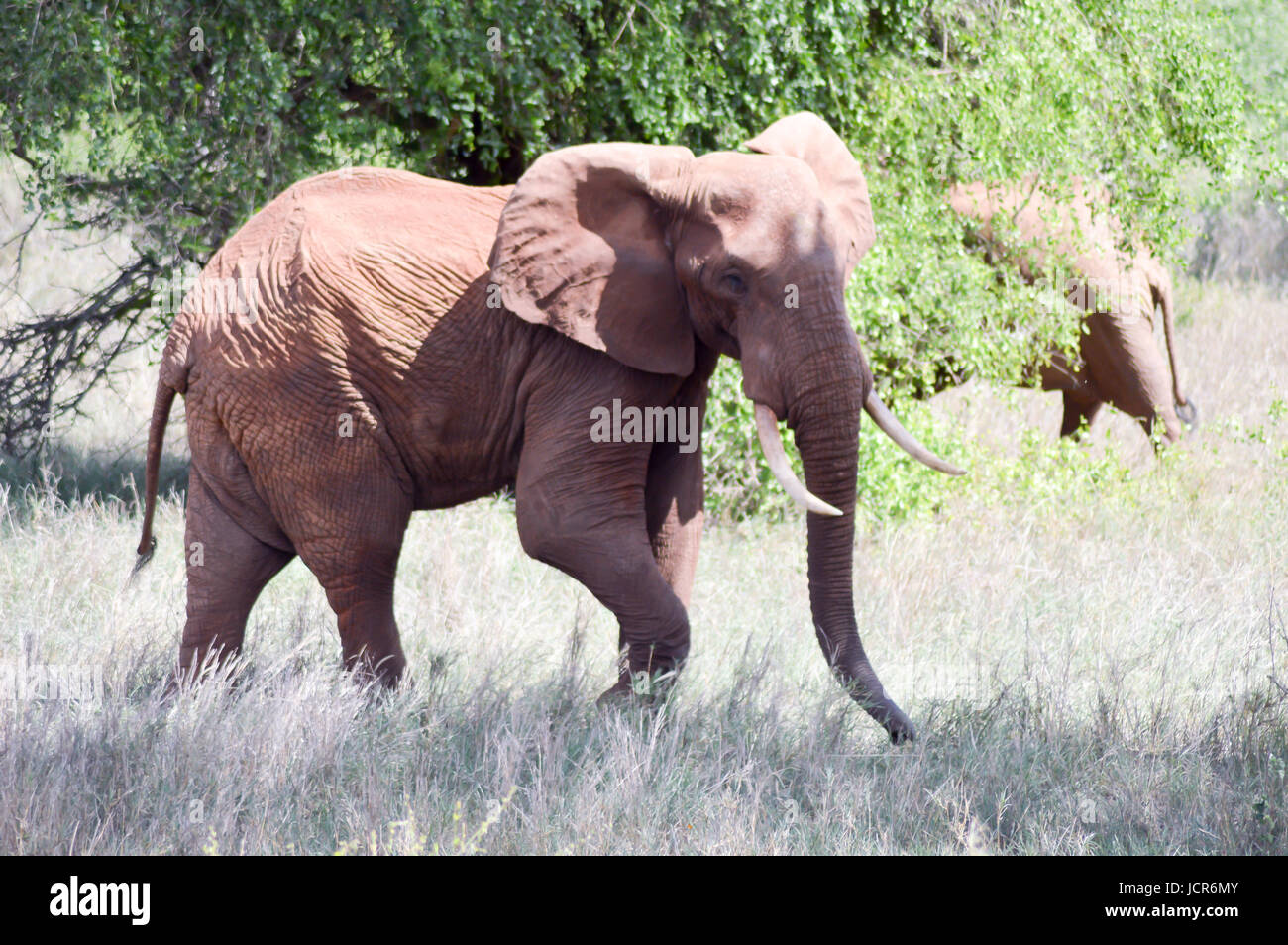 Red Elephant isolated in the savannah of Tsavo East park in Kenya Stock ...