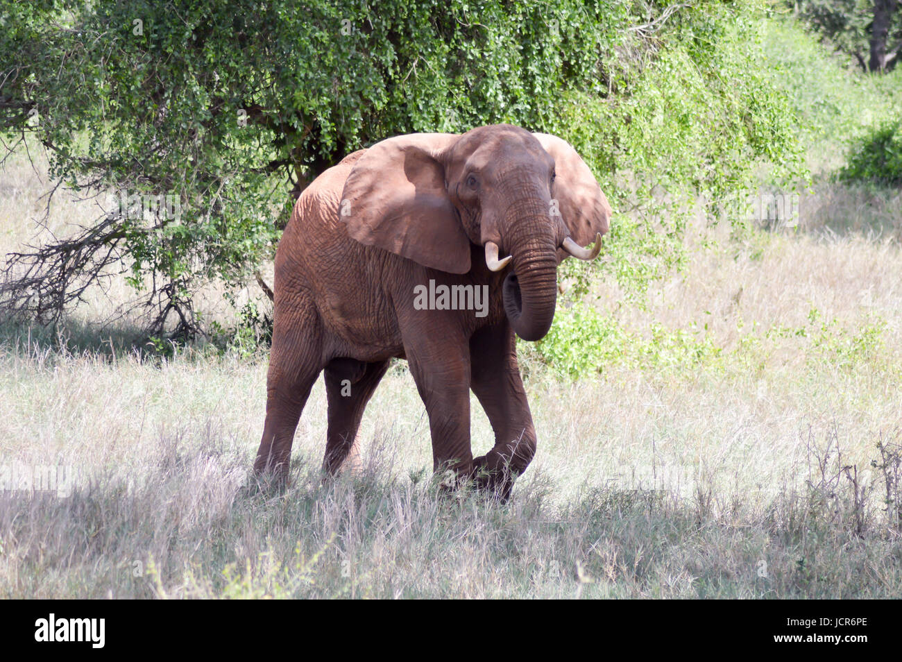 Red Elephant isolated in the savannah of Tsavo East park in Kenya Stock ...