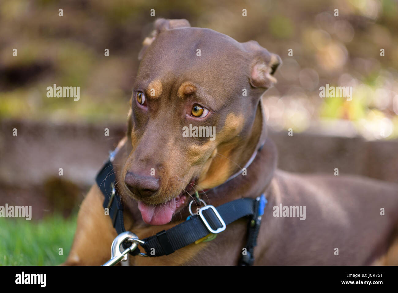 Two tone brown dog laying in the grass with a funny questioning ...