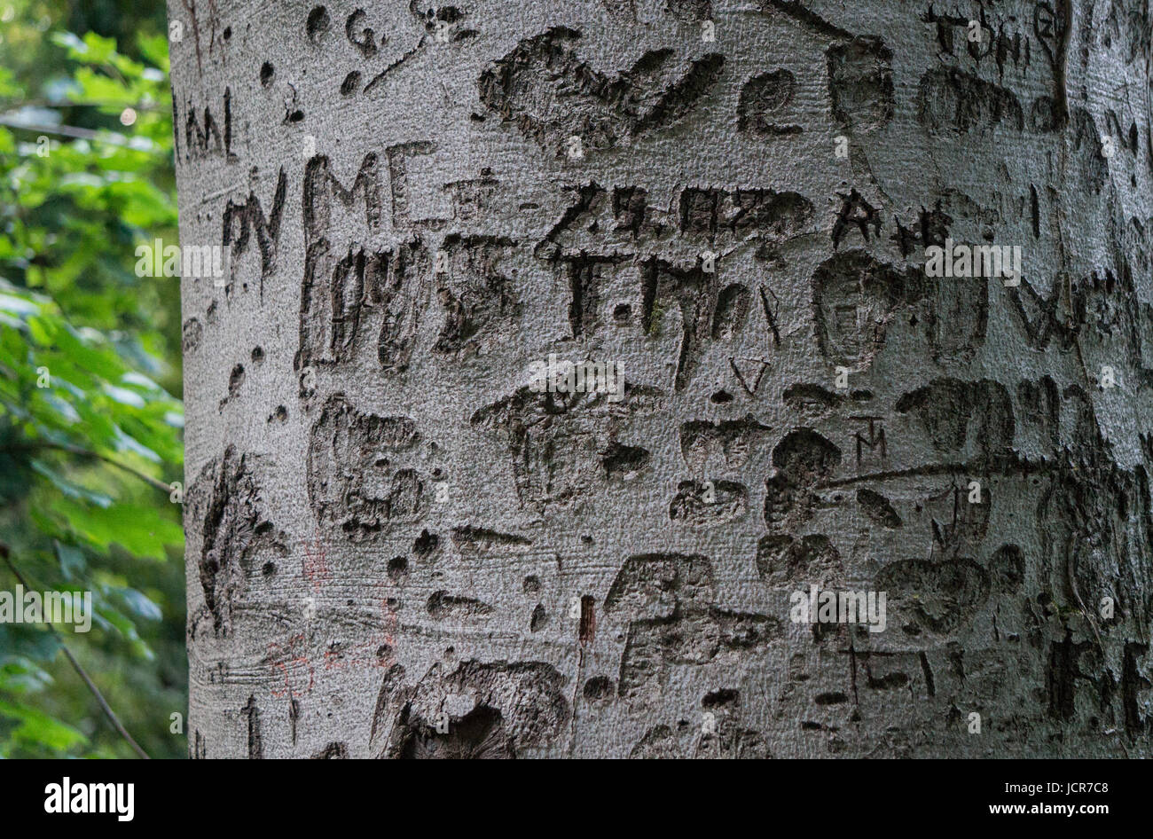 Tree vandalism in a Austrian park Stock Photo - Alamy