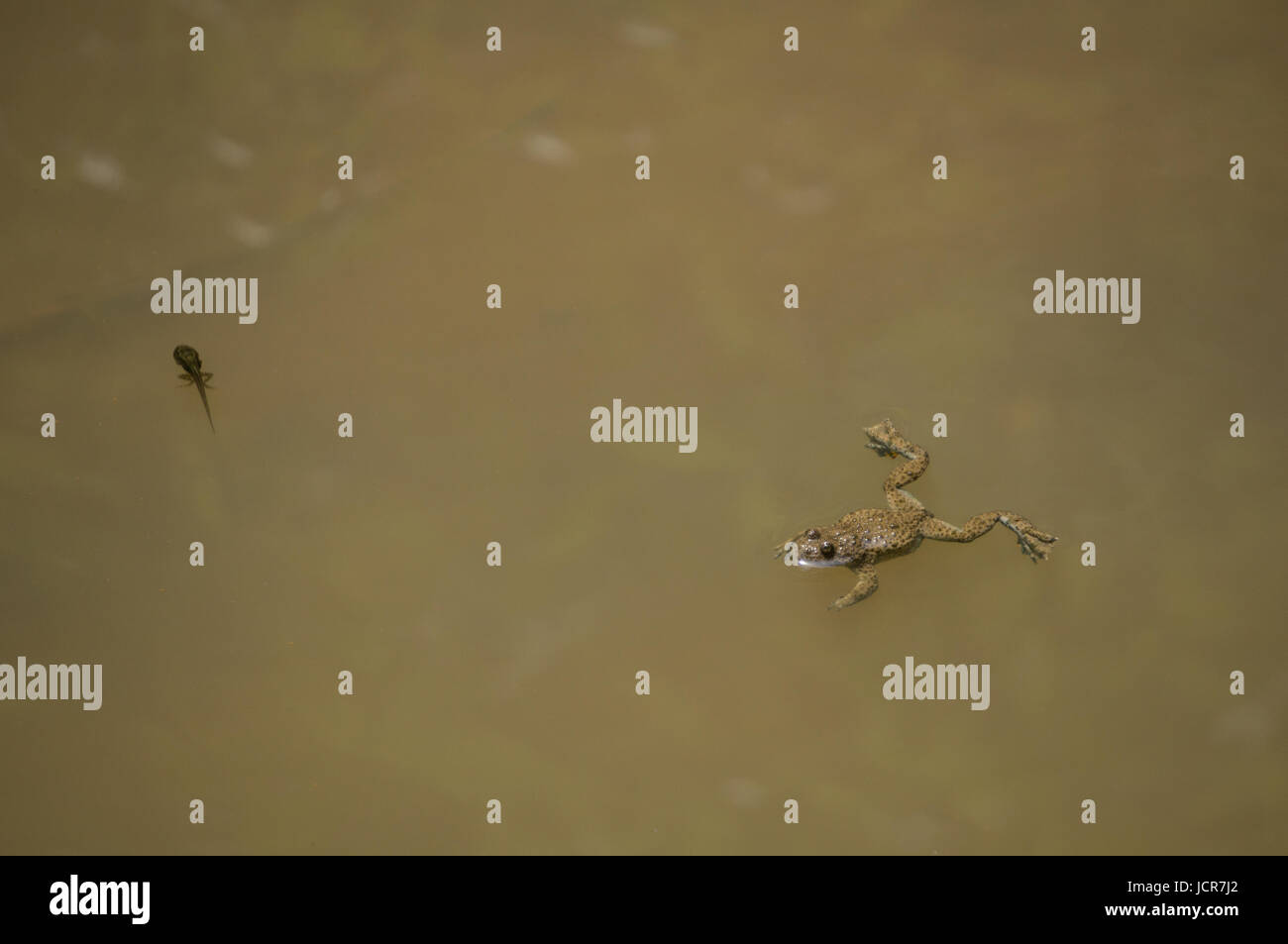 Yellow-bellied toad and tadpole in a pond Stock Photo - Alamy