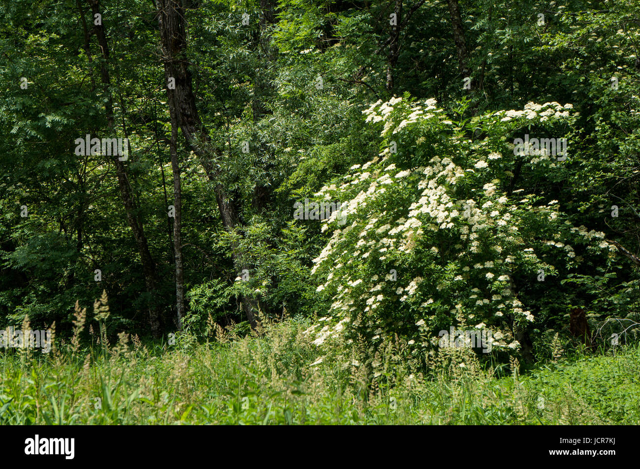 Elder tree in the wild forests of Austria Stock Photo - Alamy
