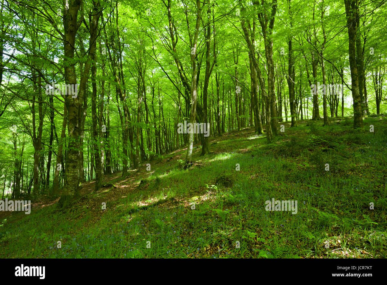 Common beech hi-res stock photography and images - Alamy