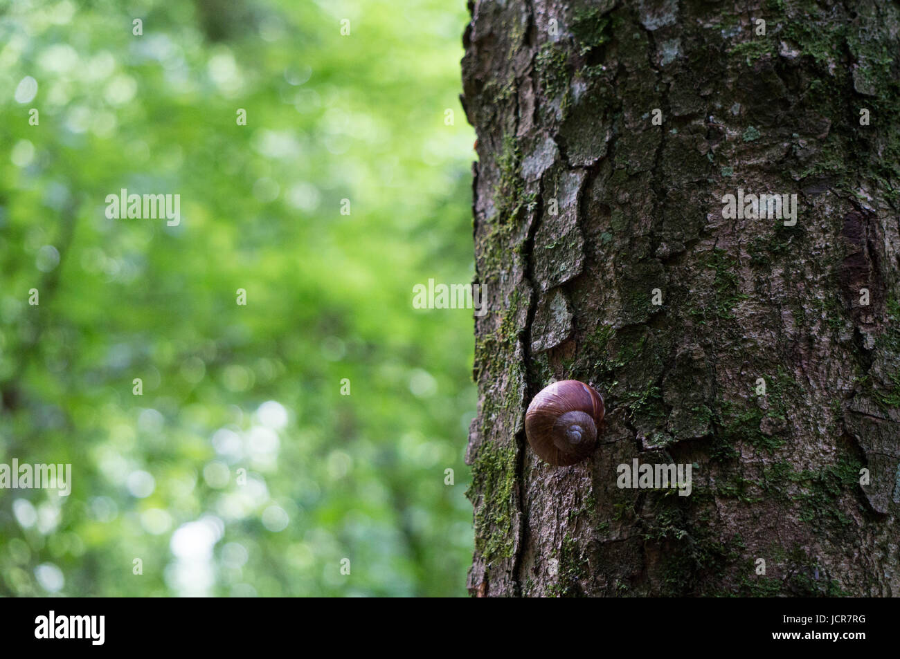 A small snail climbing up a tree Stock Photo - Alamy