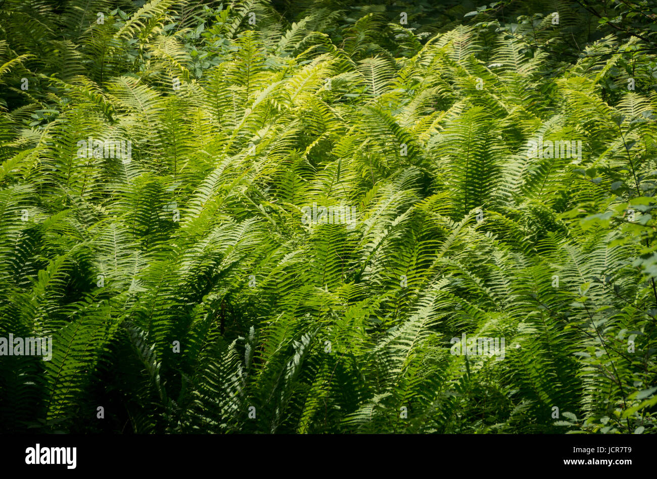 Fern field hi-res stock photography and images - Alamy