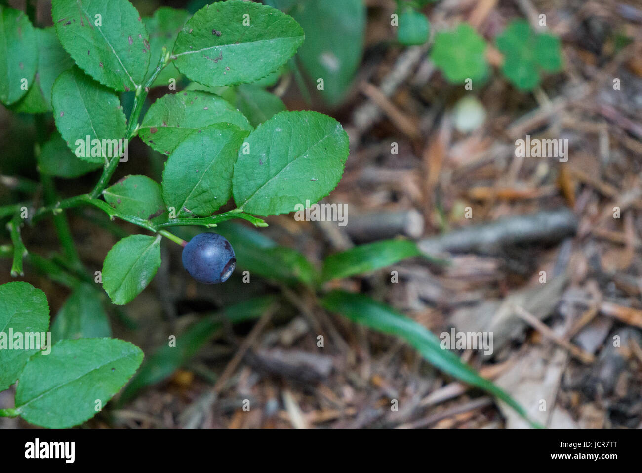 Wild blueberry growing in the forest Stock Photo - Alamy