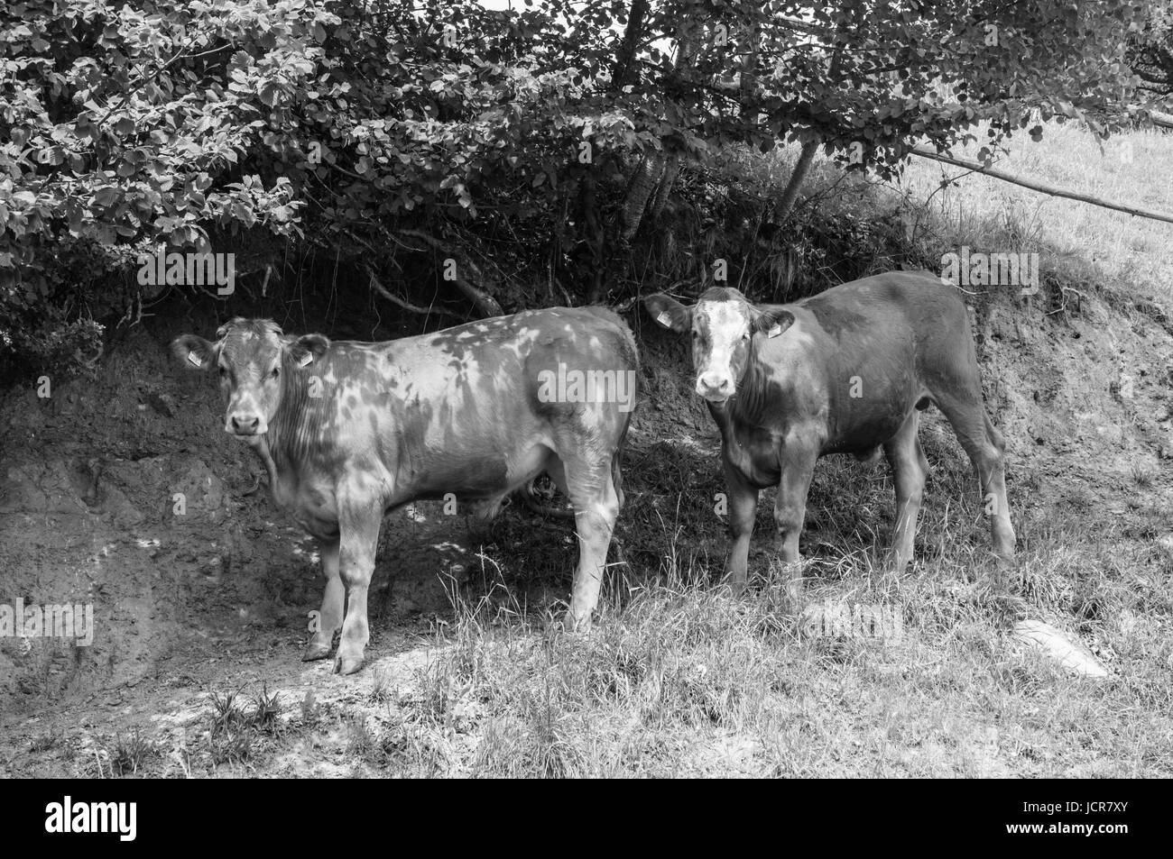 Two photogenic cows posing for the camera (black and white Stock Photo ...