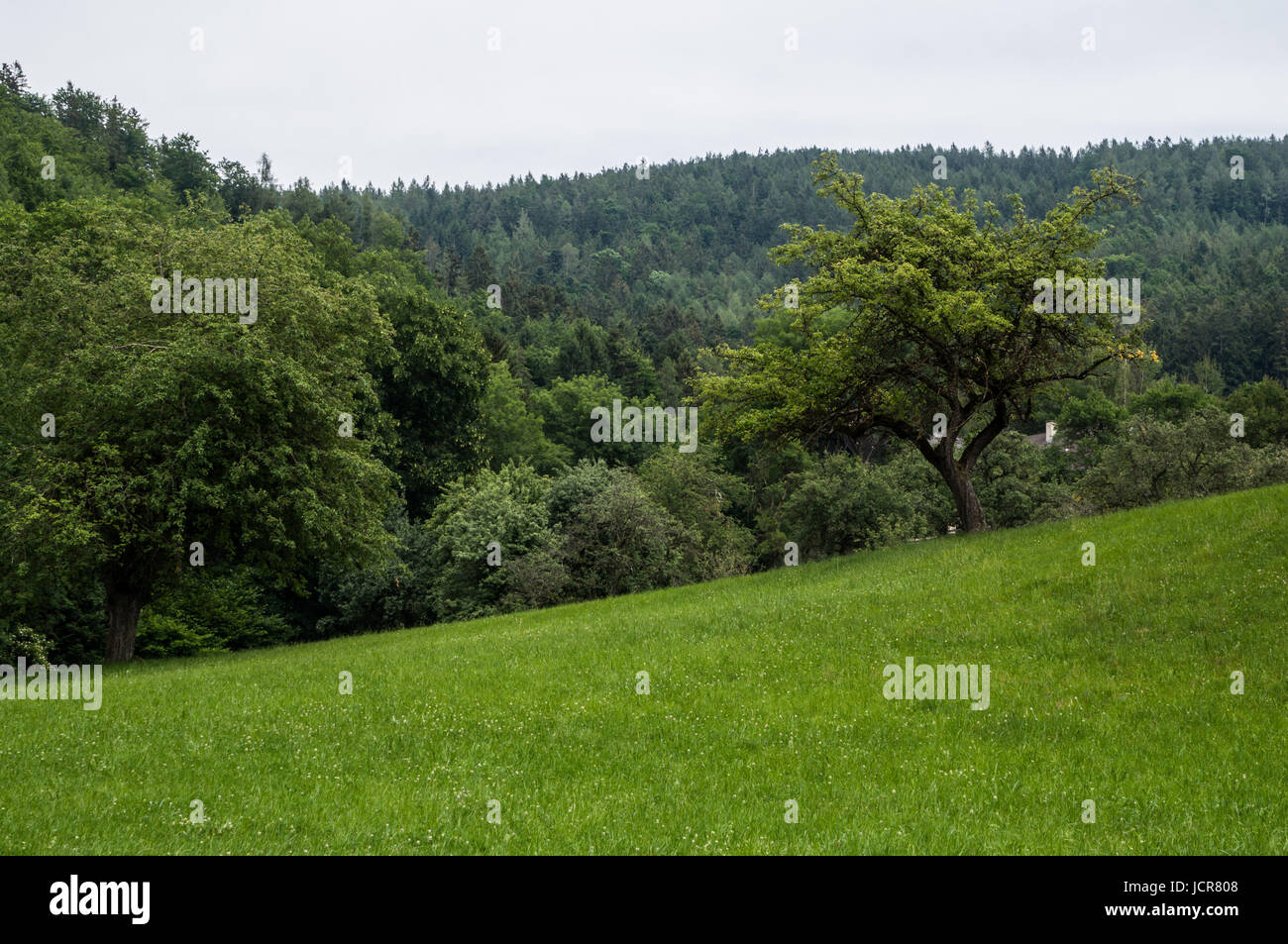 Apple tree in a beautiful Austrian meadow Stock Photo - Alamy