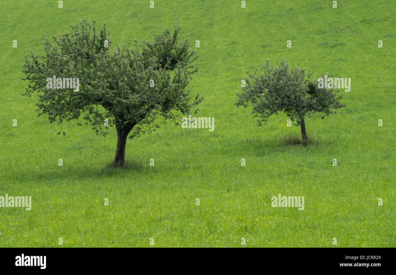 Apple trees in a beautiful Austrian meadow Stock Photo - Alamy