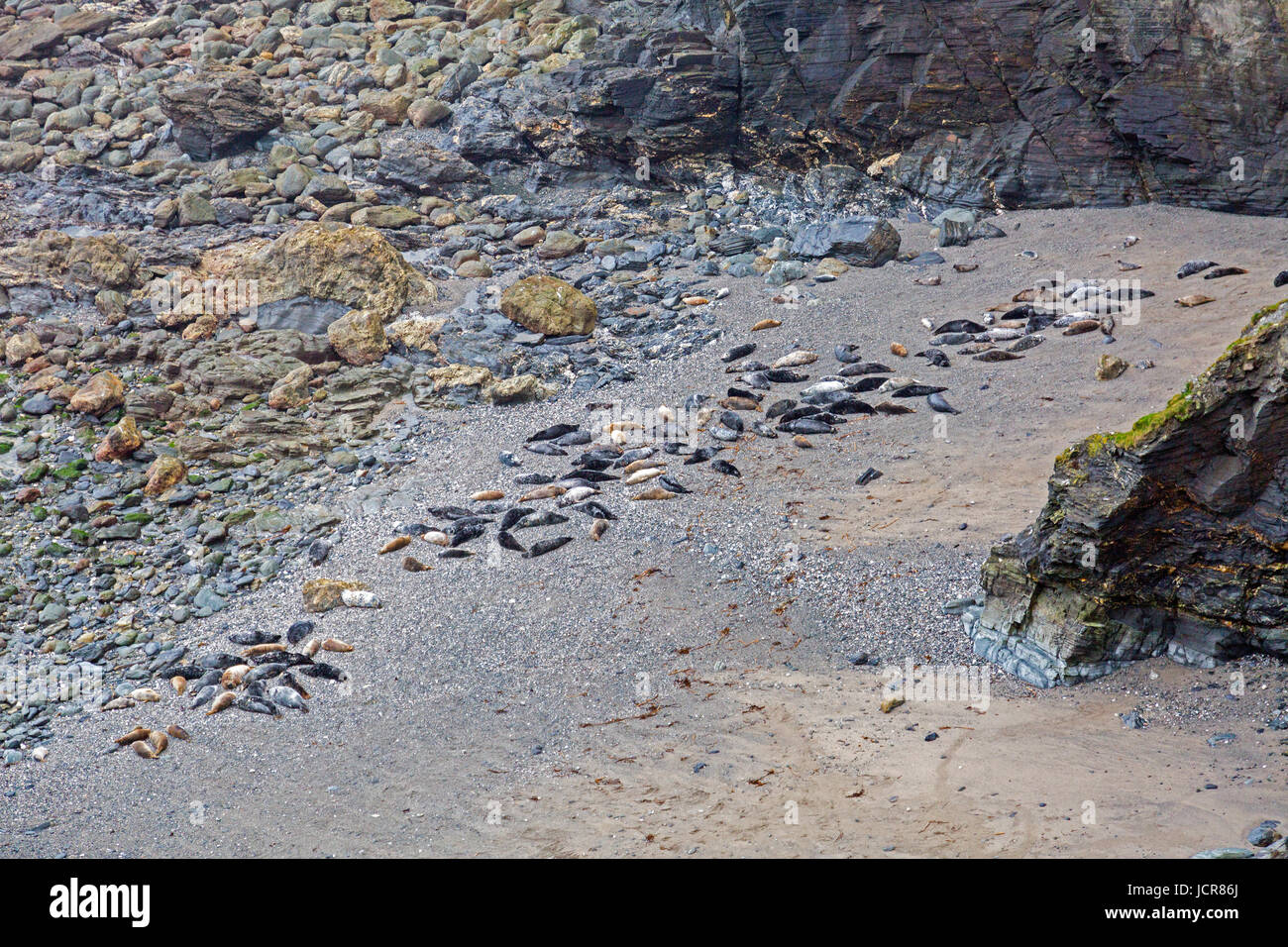 Mutton cove seals hi-res stock photography and images - Alamy