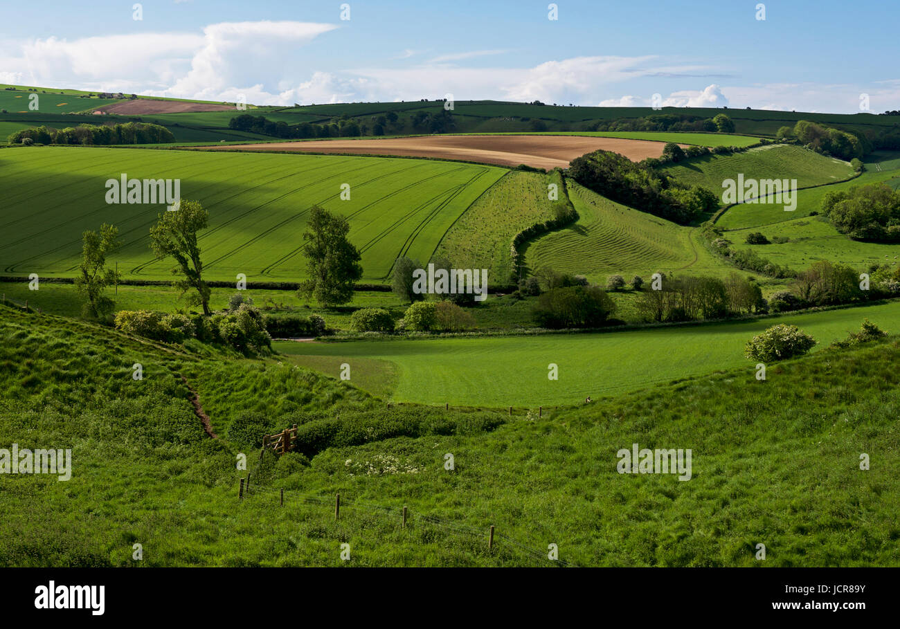 Maiden Castle, an iron age hill fort near Dorchester, Devon, England UK ...