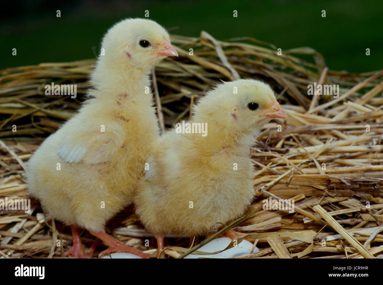 Two Rhode Island Red Chicks standing in the nest among eggs, Missouri ...