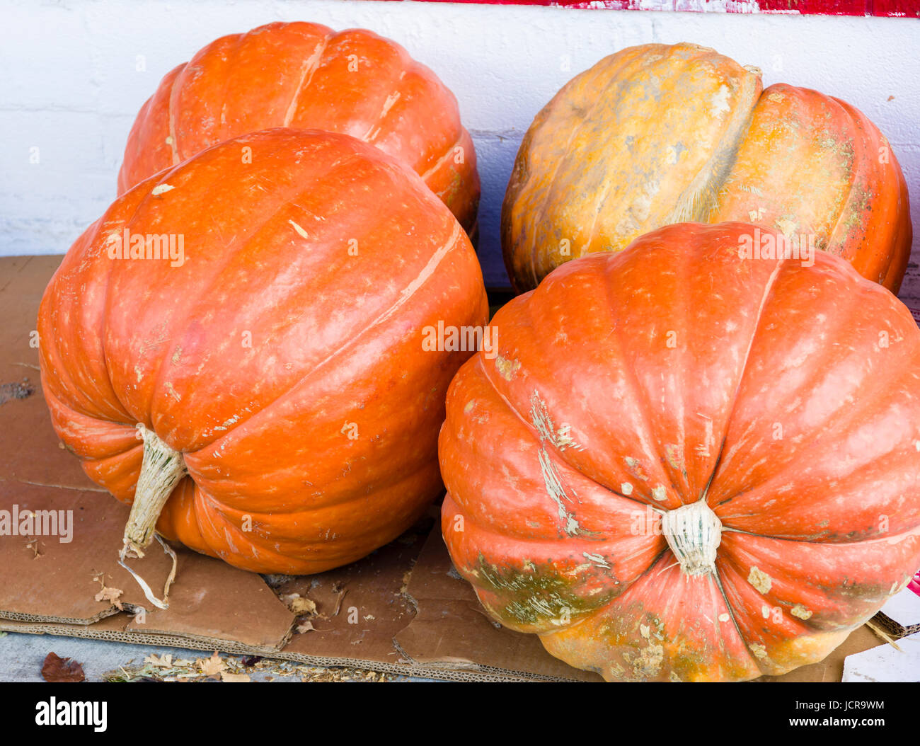 Large pumpkin squash on display at the farm market Stock Photo - Alamy