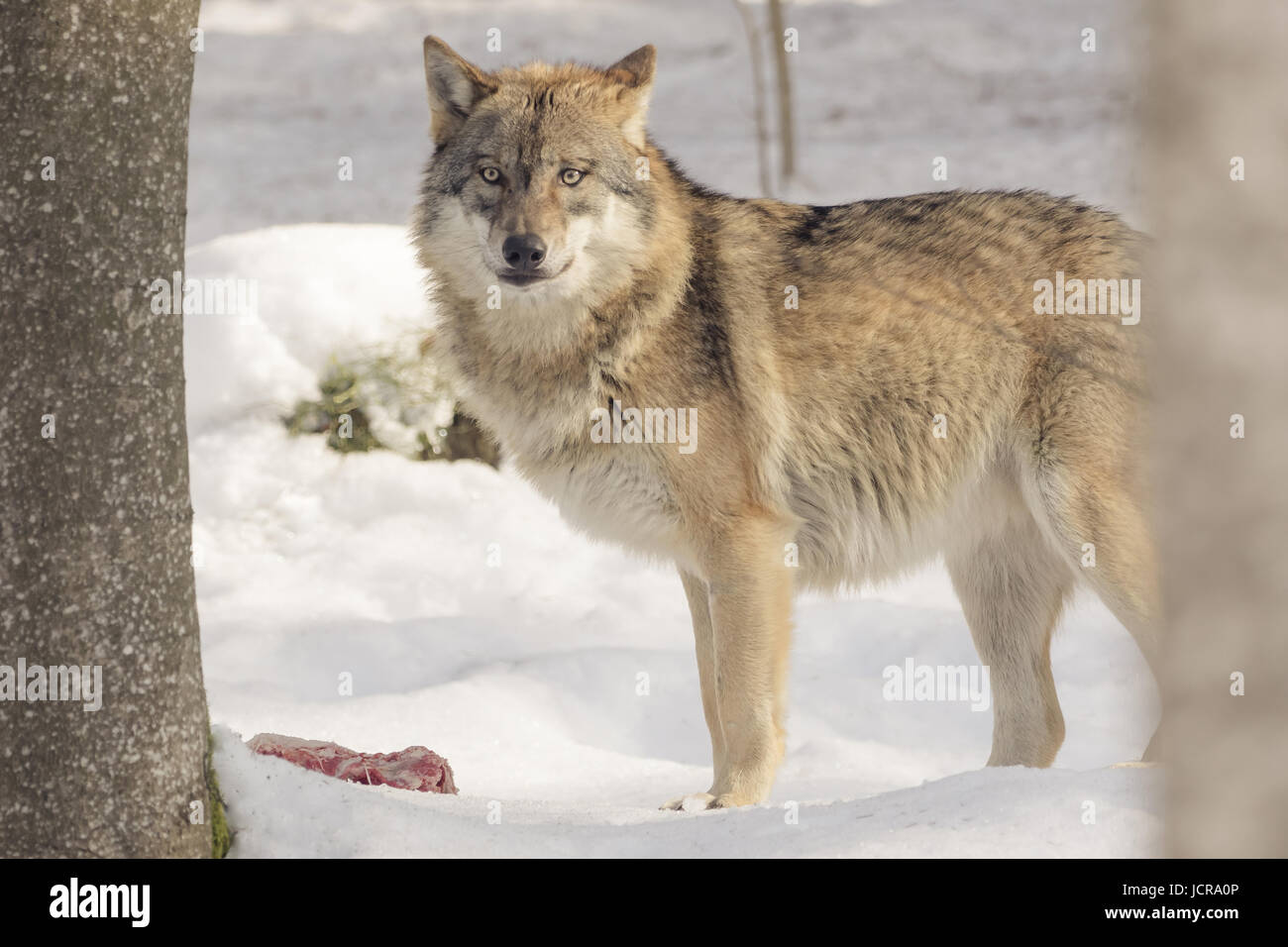 Gray wolf eat hi-res stock photography and images - Alamy