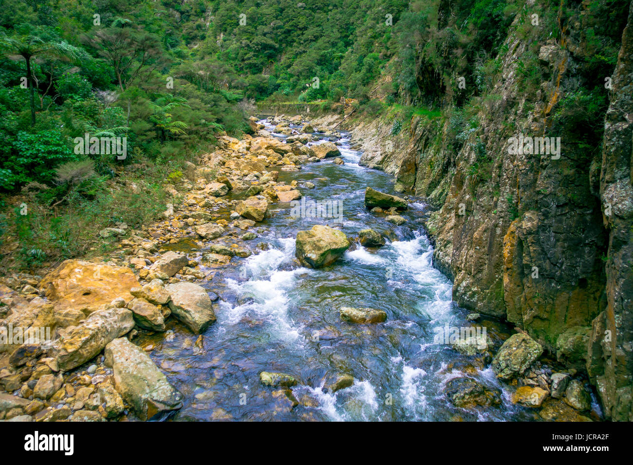 Calm river runs through the forest at Dickey Flat Campsite Karangahake ...