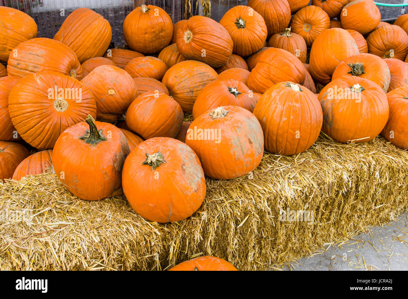 Farm fall festival pumpkins hi-res stock photography and images - Alamy