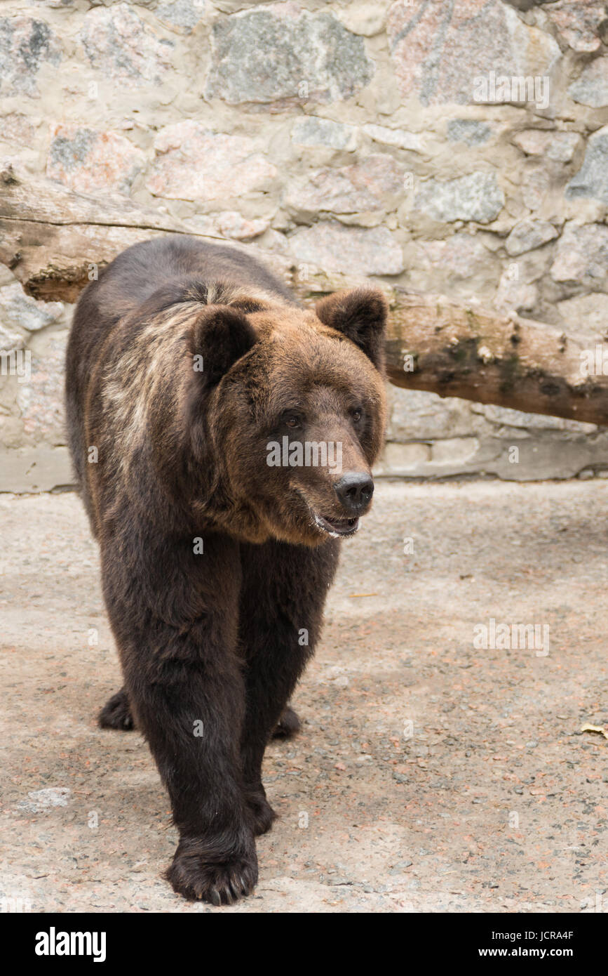 A nice and very big bear walking Stock Photo - Alamy