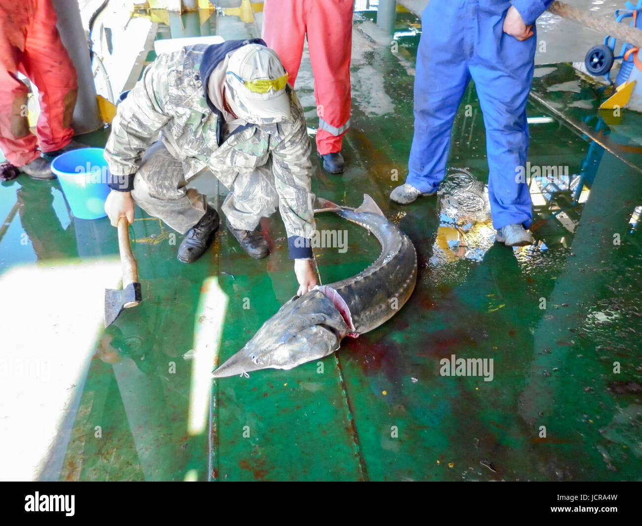 Male sturgeon on the deck. Catching sturgeon and beluga Stock Photo - Alamy