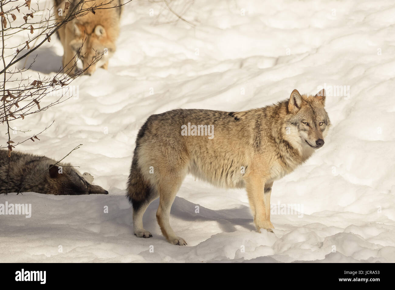 Gray wolf lying in snow hi-res stock photography and images - Alamy