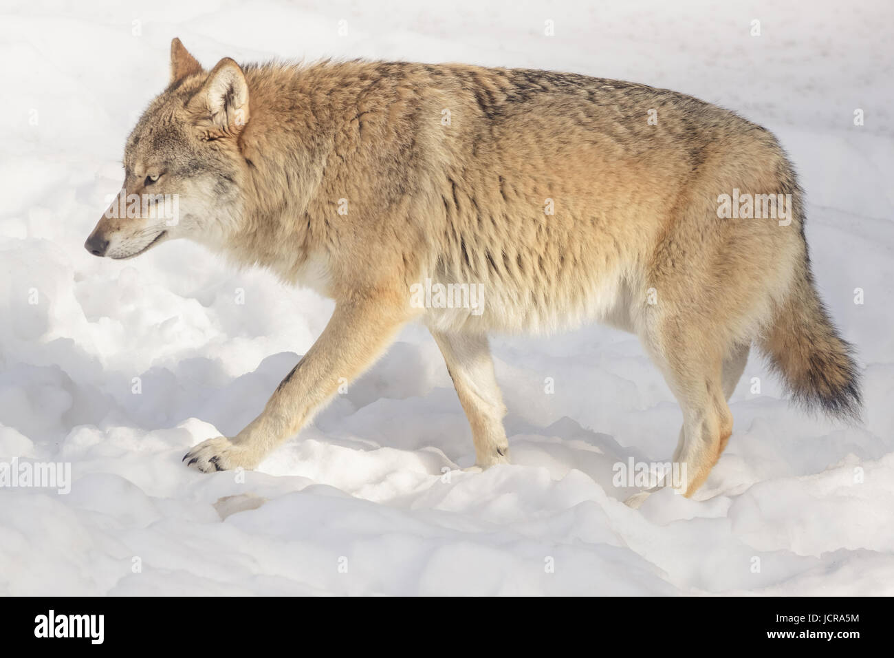 Gray wolf lying in snow hi-res stock photography and images - Alamy