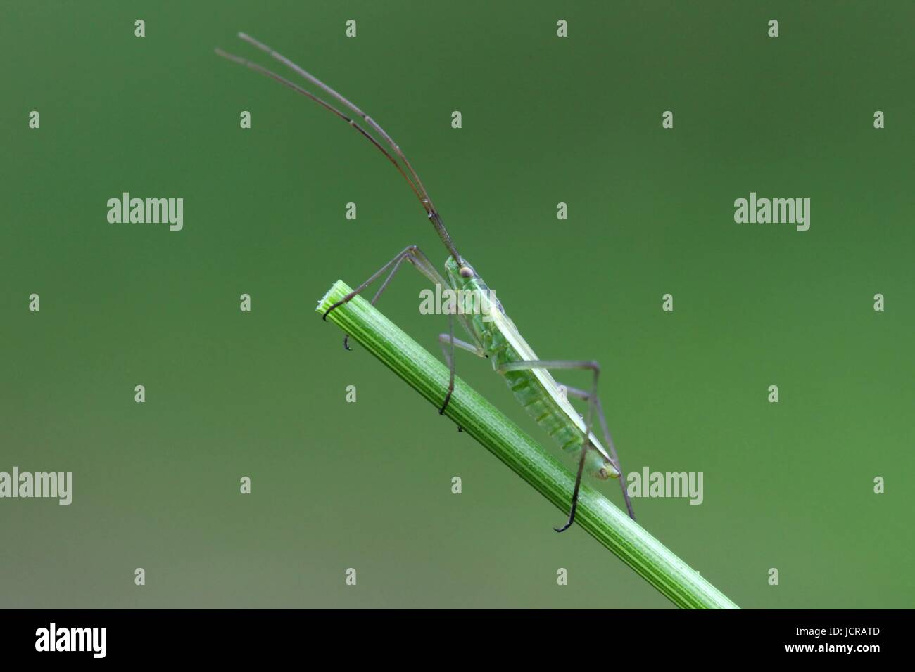 Green grass bug, Megaloceroea recticornis Stock Photo - Alamy
