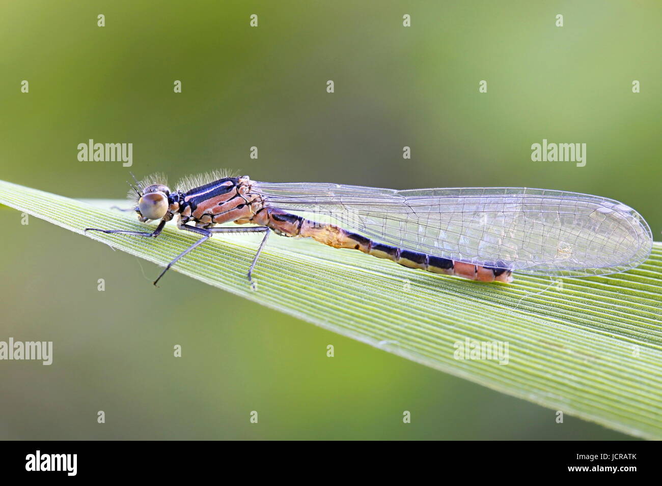 Female variable damselfly hi-res stock photography and images - Alamy