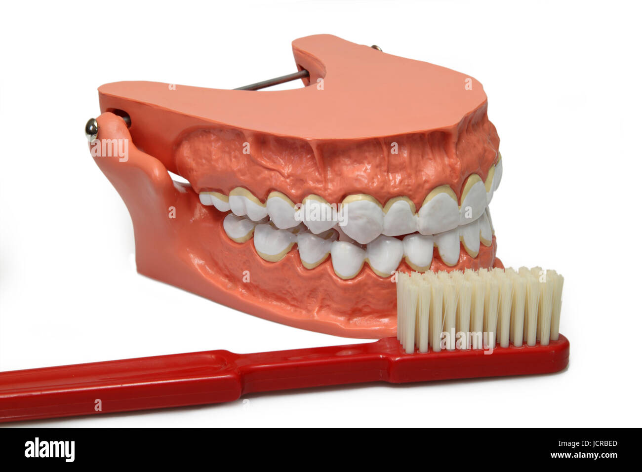 Plastic model of teeth isolated on white background Stock Photo - Alamy