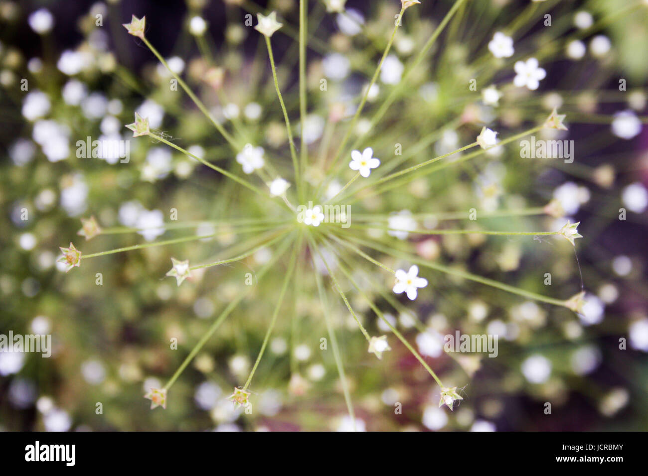 Unusual flower. Small flowers in the bush. Cute and light. Photo for ...