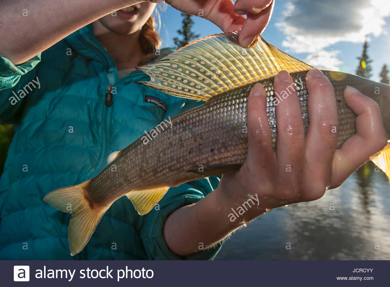 Grayling Fish Stock Photos & Grayling Fish Stock Images - Alamy