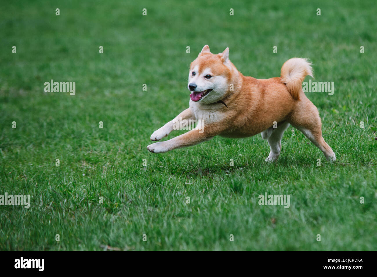 Japanease dog shiba inu running on the grass Stock Photo - Alamy