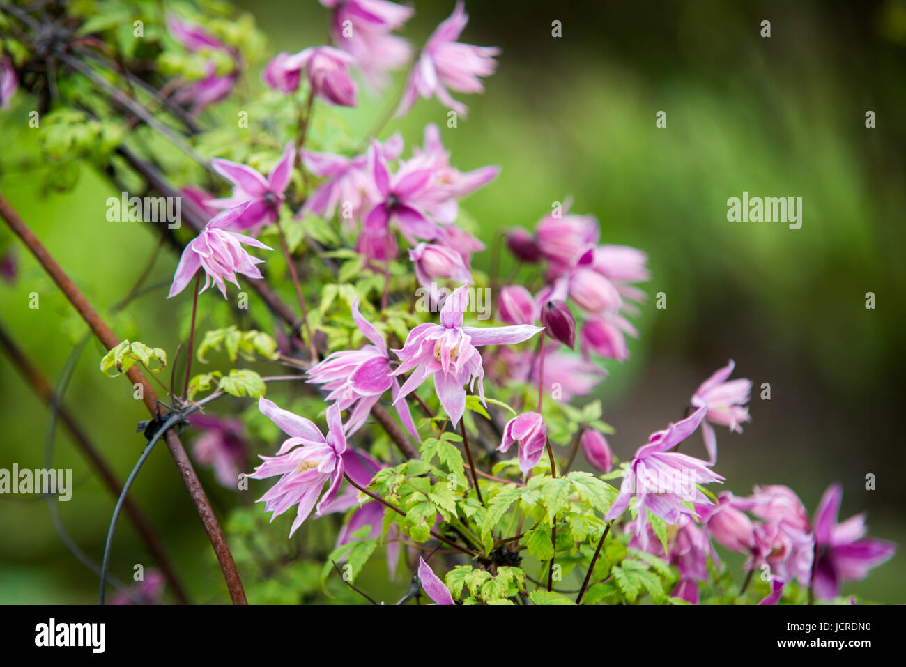 Clemantis hi-res stock photography and images - Alamy