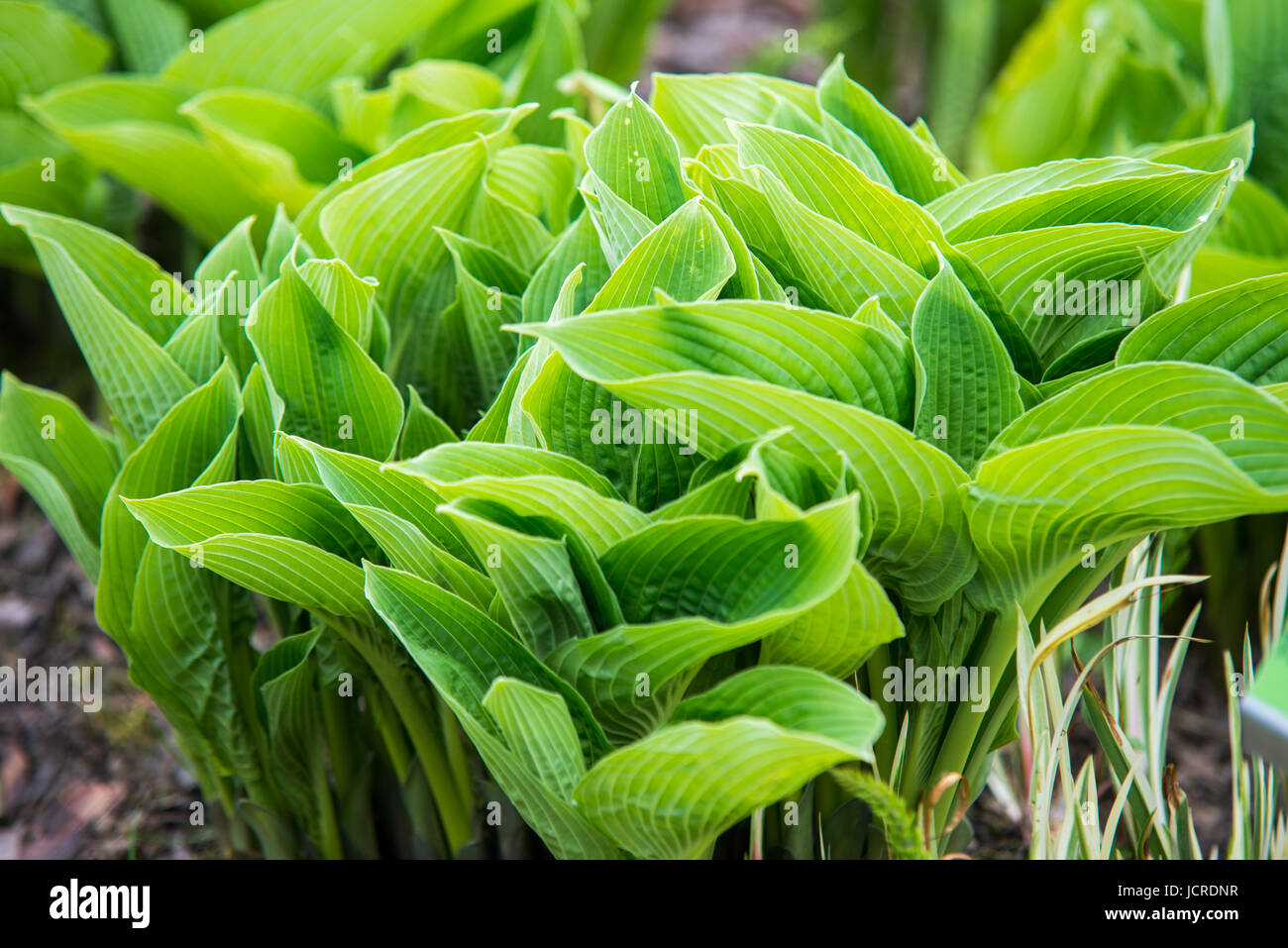 Hosta sieboldiana hi-res stock photography and images - Alamy