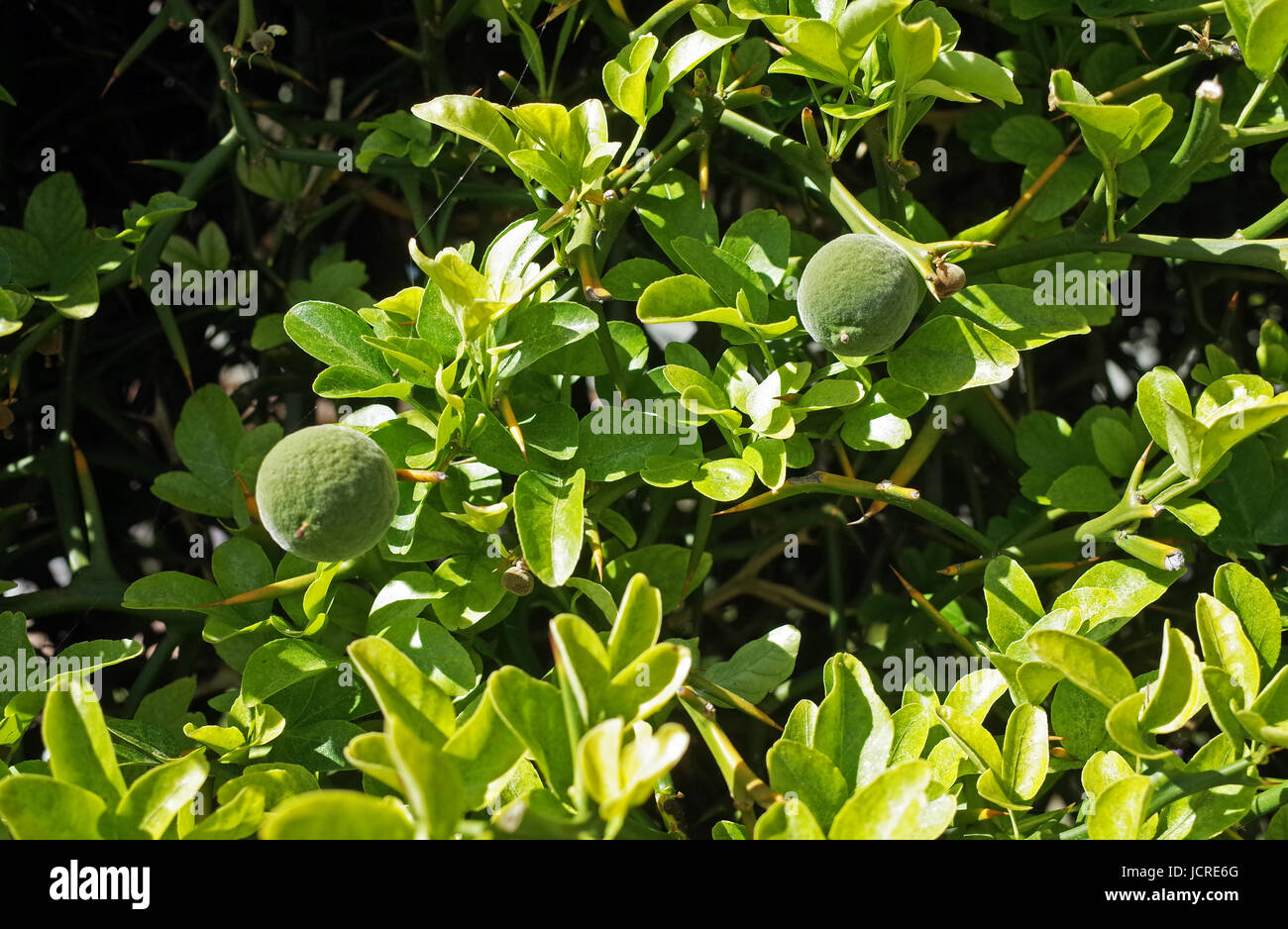 Wild little orange hedge Stock Photo - Alamy