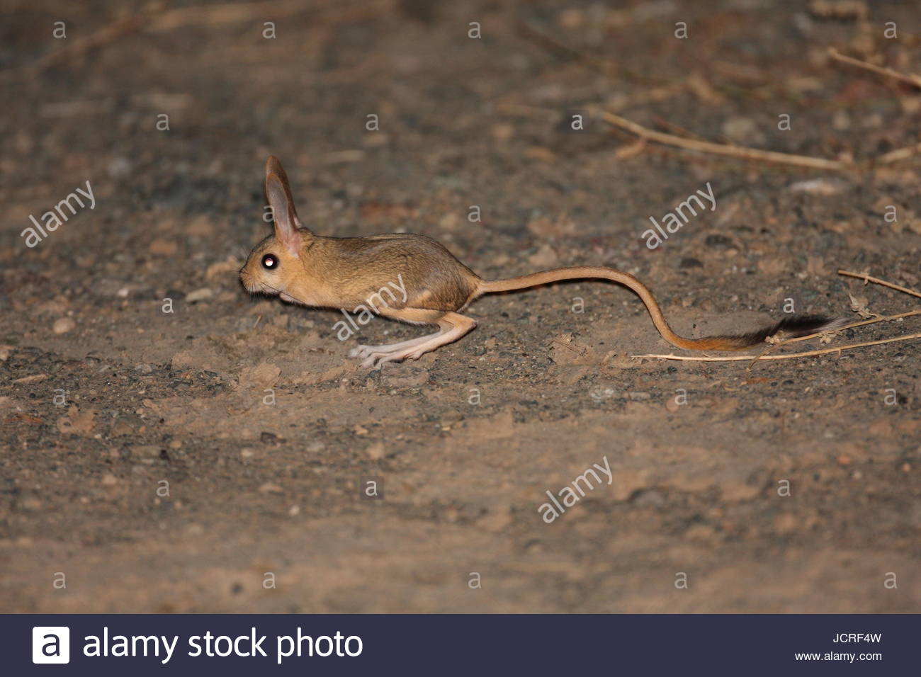 Elater High Resolution Stock Photography and Images - Alamy