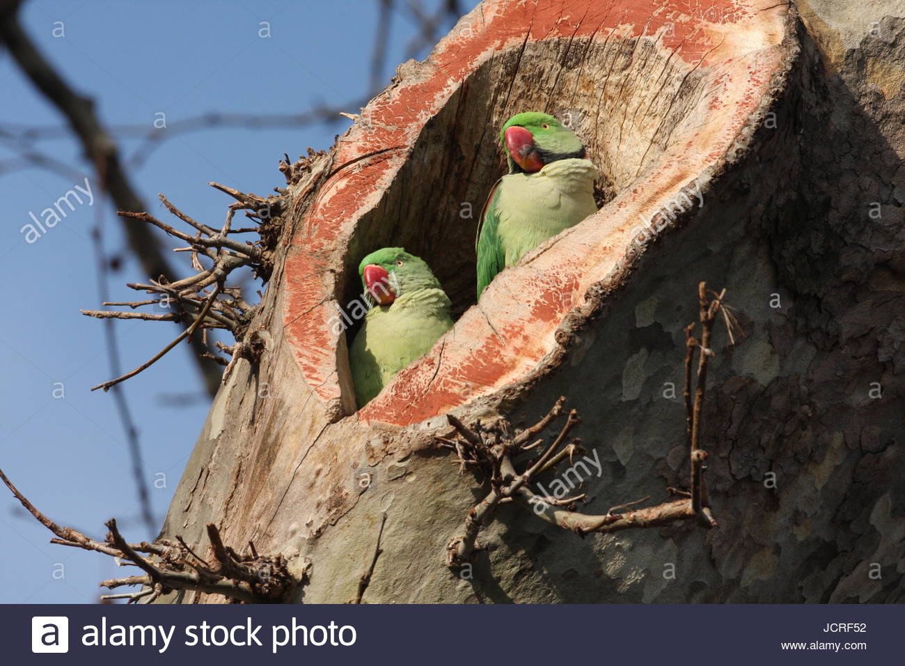 Psittacula Eupatria Stock Photos & Psittacula Eupatria Stock Images - Alamy