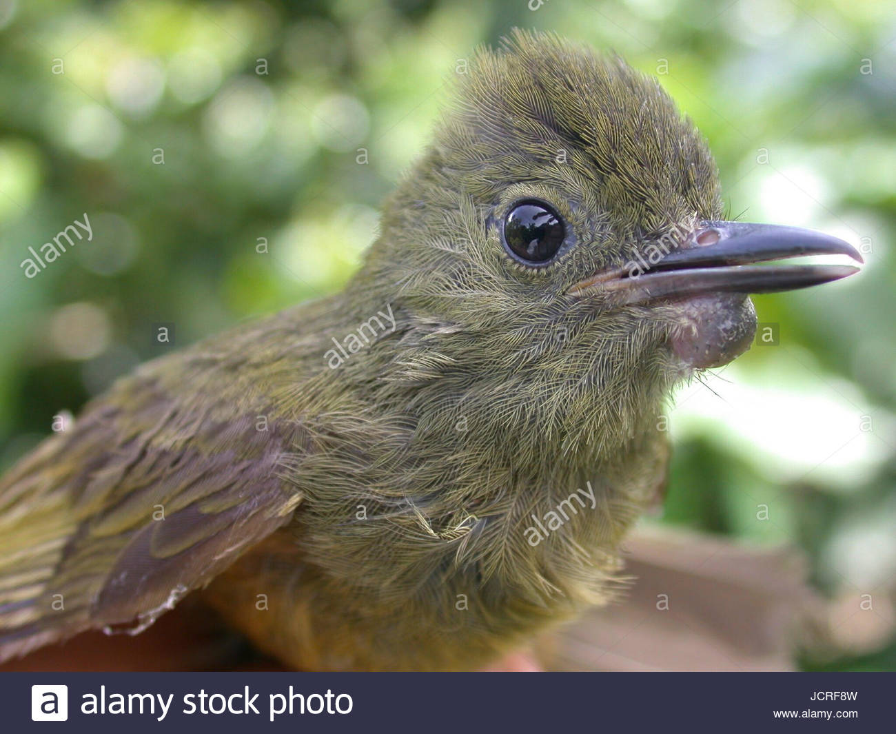 Avian Pox High Resolution Stock Photography and Images - Alamy