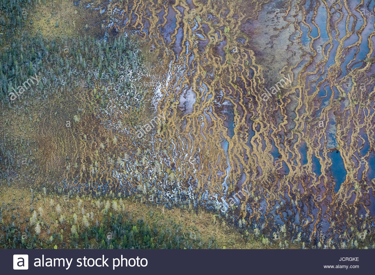 Swedish Forests Stock Photos & Swedish Forests Stock Images - Alamy